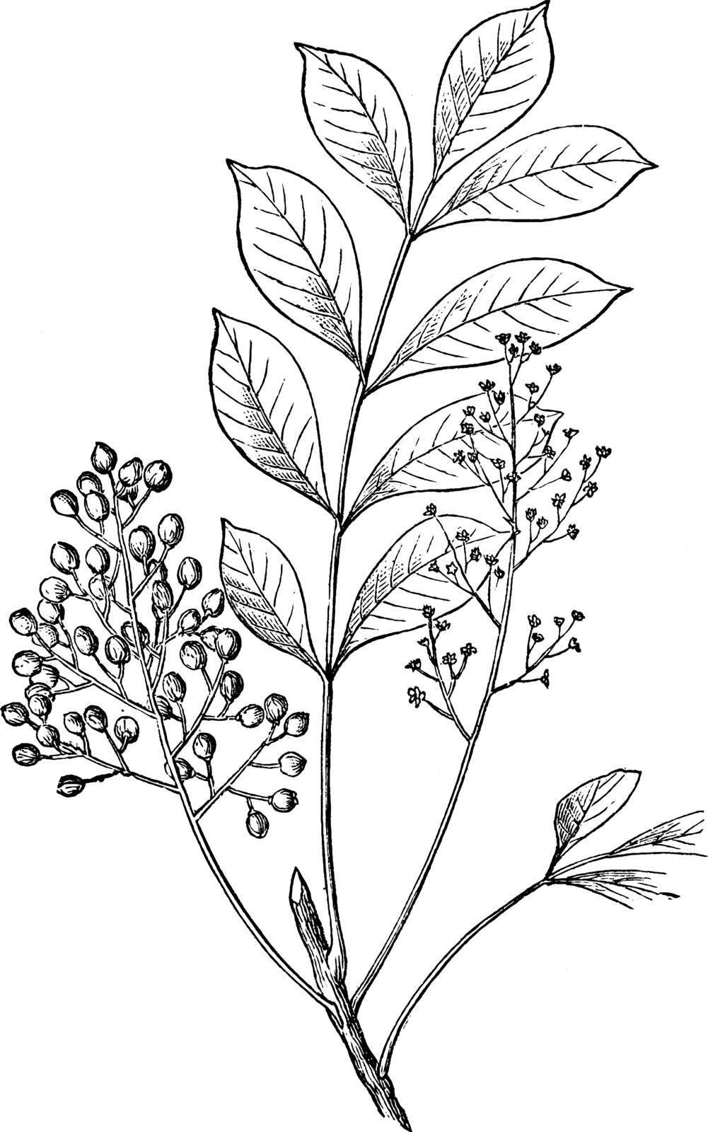 A Deadly Trio: Recognizing and Avoiding Poisonous Plants Like Poison ...