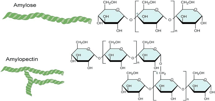 Understanding Amylase, Amylose, and Amylopectin