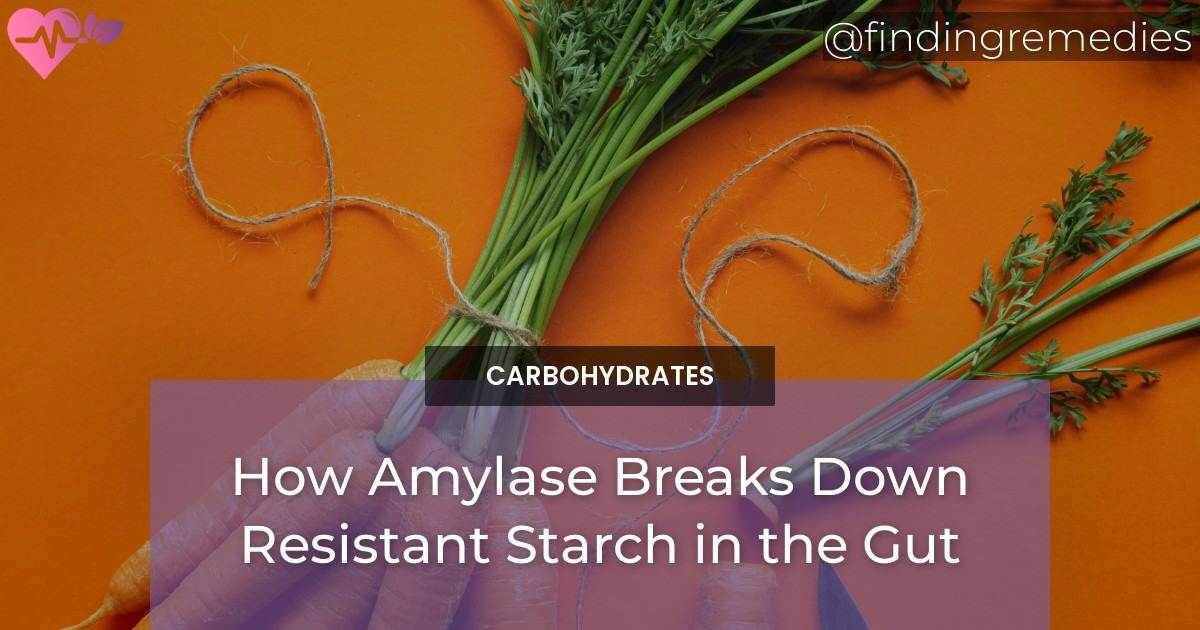 How Amylase Breaks Down Resistant Starch in the Gut - Finding Remedies